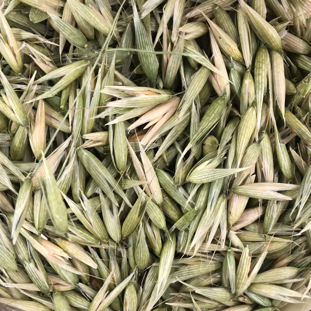 Oat Tops Milky Organic 3oz. – Rosemary's Garden