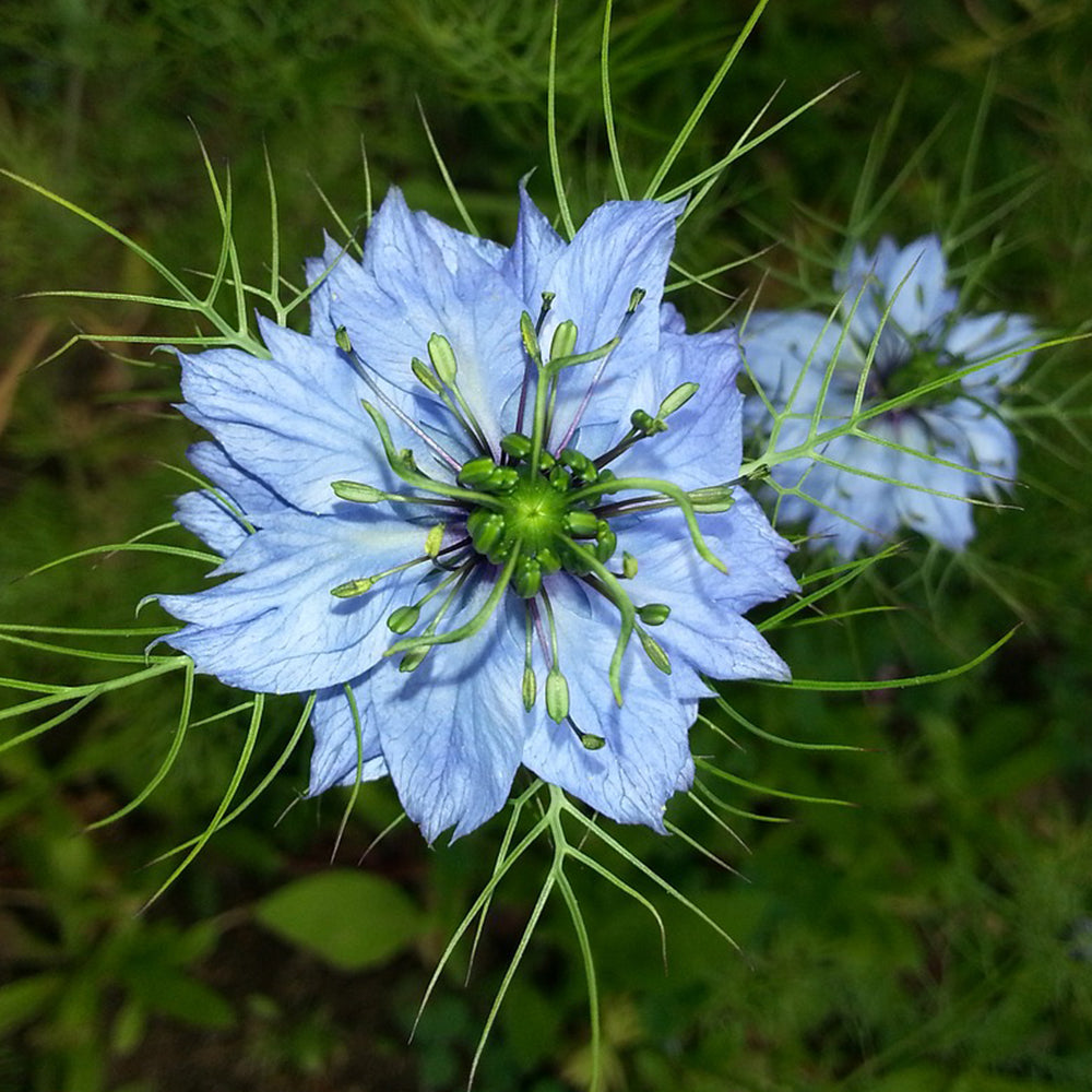 Strong Roots – Rosemary's Garden